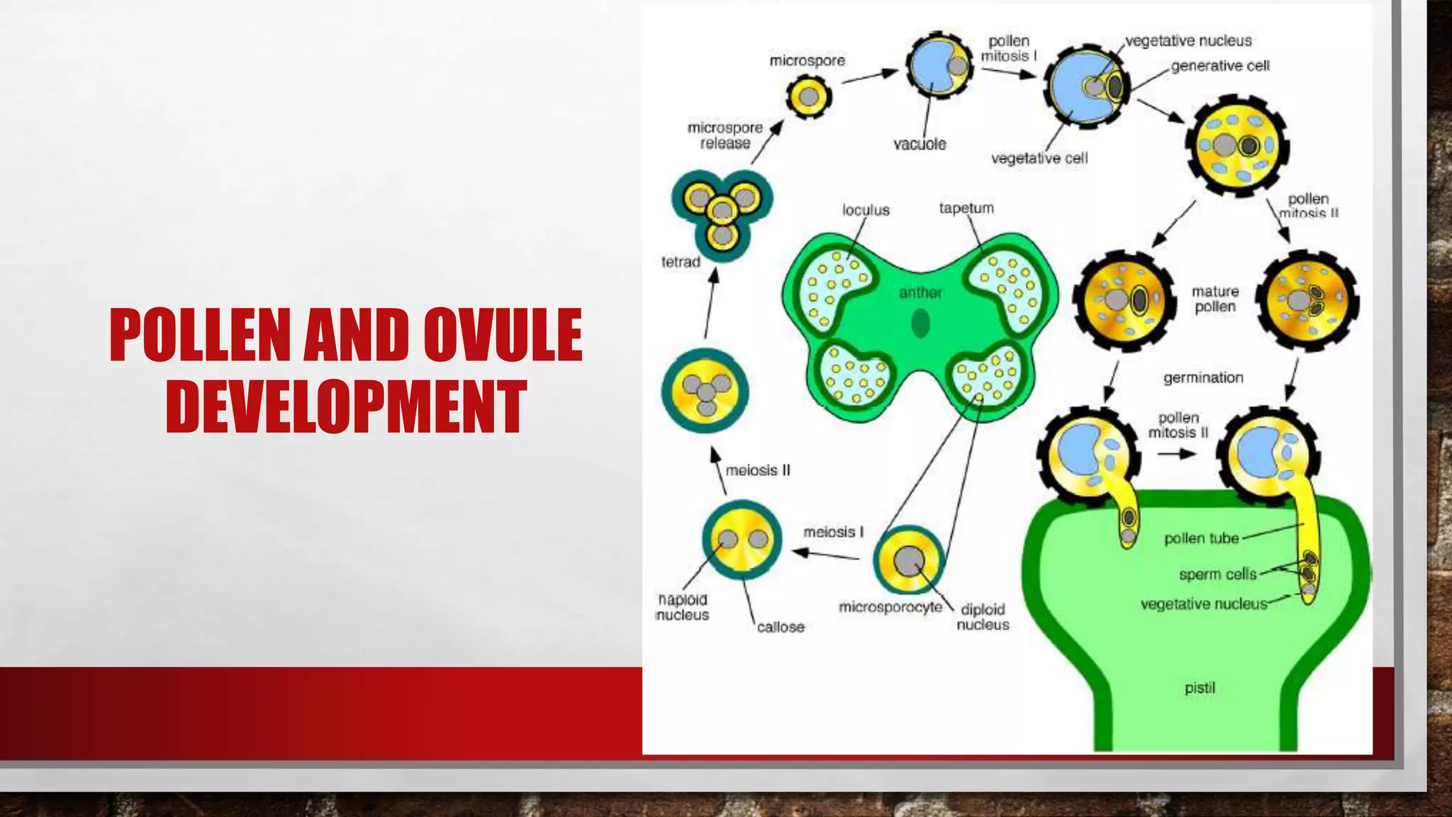 Embryology of pollen and ovule development | PPTX