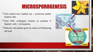 Embryology of pollen and ovule development | PPTX