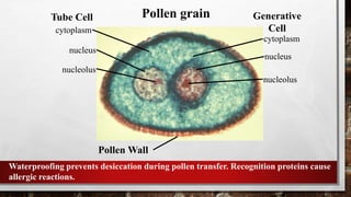 Embryology of pollen and ovule development | PPTX