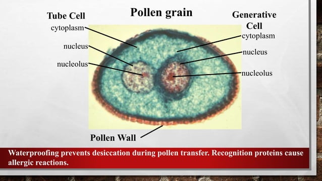 Embryology of pollen and ovule development | PPTX