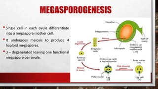 Embryology of pollen and ovule development | PPTX