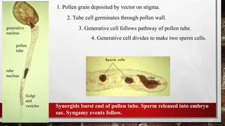 Embryology of pollen and ovule development | PPTX