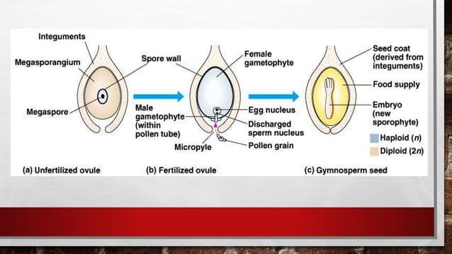 Embryology of pollen and ovule development | PPTX