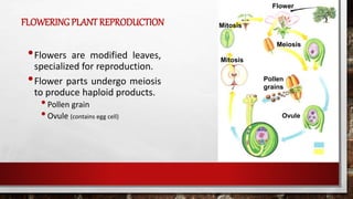 Embryology of pollen and ovule development | PPTX