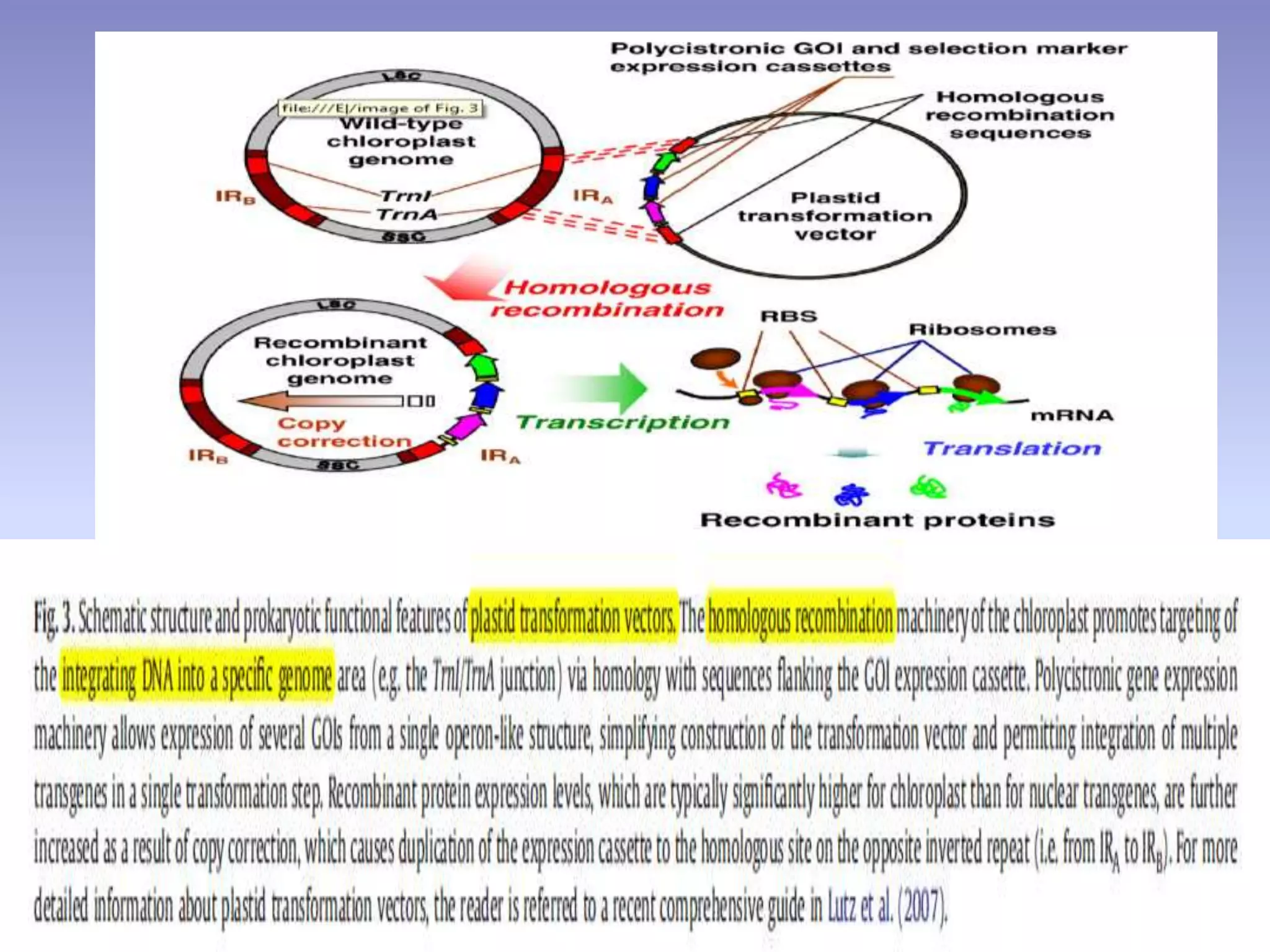 Cytoplasmic inheritance and Chloroplast engineering | PPTX