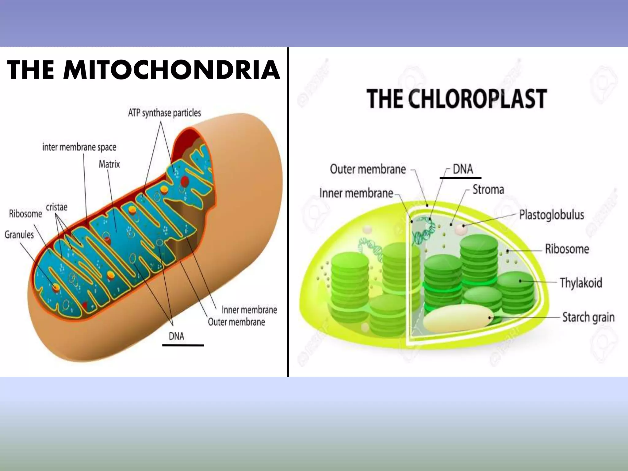 Cytoplasmic inheritance and Chloroplast engineering | PPTX