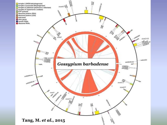 Cytoplasmic inheritance and Chloroplast engineering | PPTX | Genetics ...