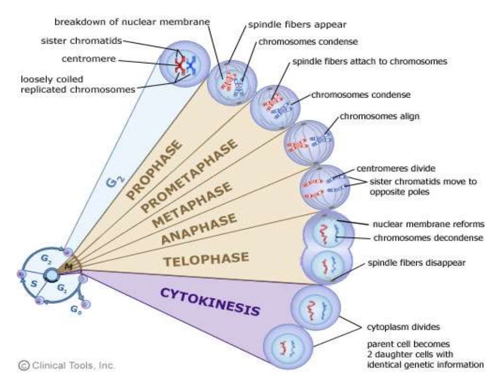 Cytogenetic abnormalities