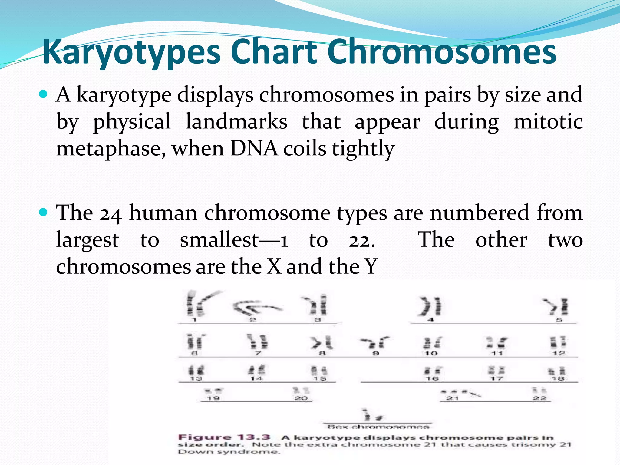 Cytogenetic analysis | PPTX