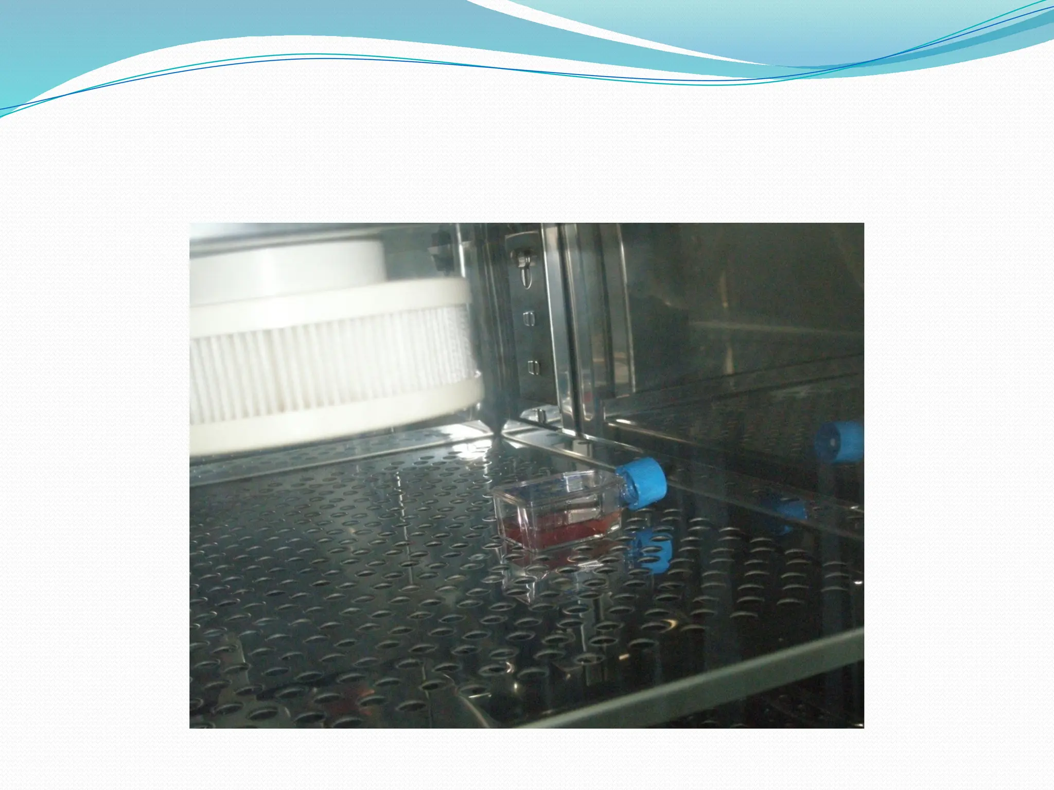 Cytogenetic Examination of Leukemia.pptx