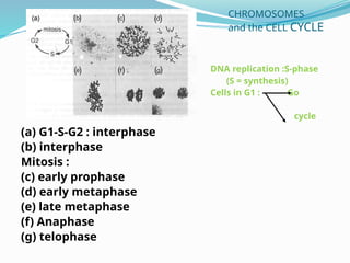Cytogenetic Examination of Leukemia.pptx