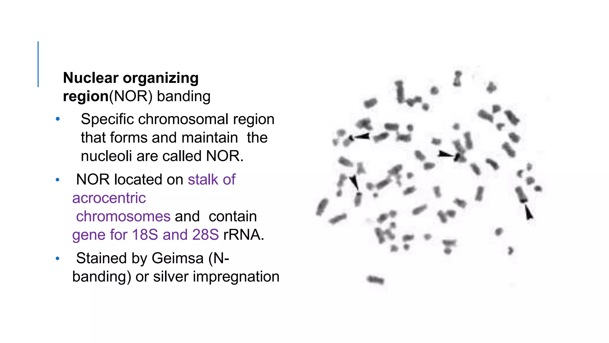Cytogenetics in diagnosis of disease | PPTX