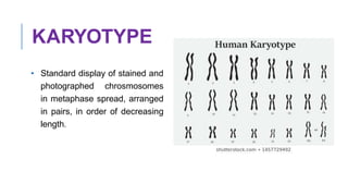 Cytogenetics in diagnosis of disease | PPTX