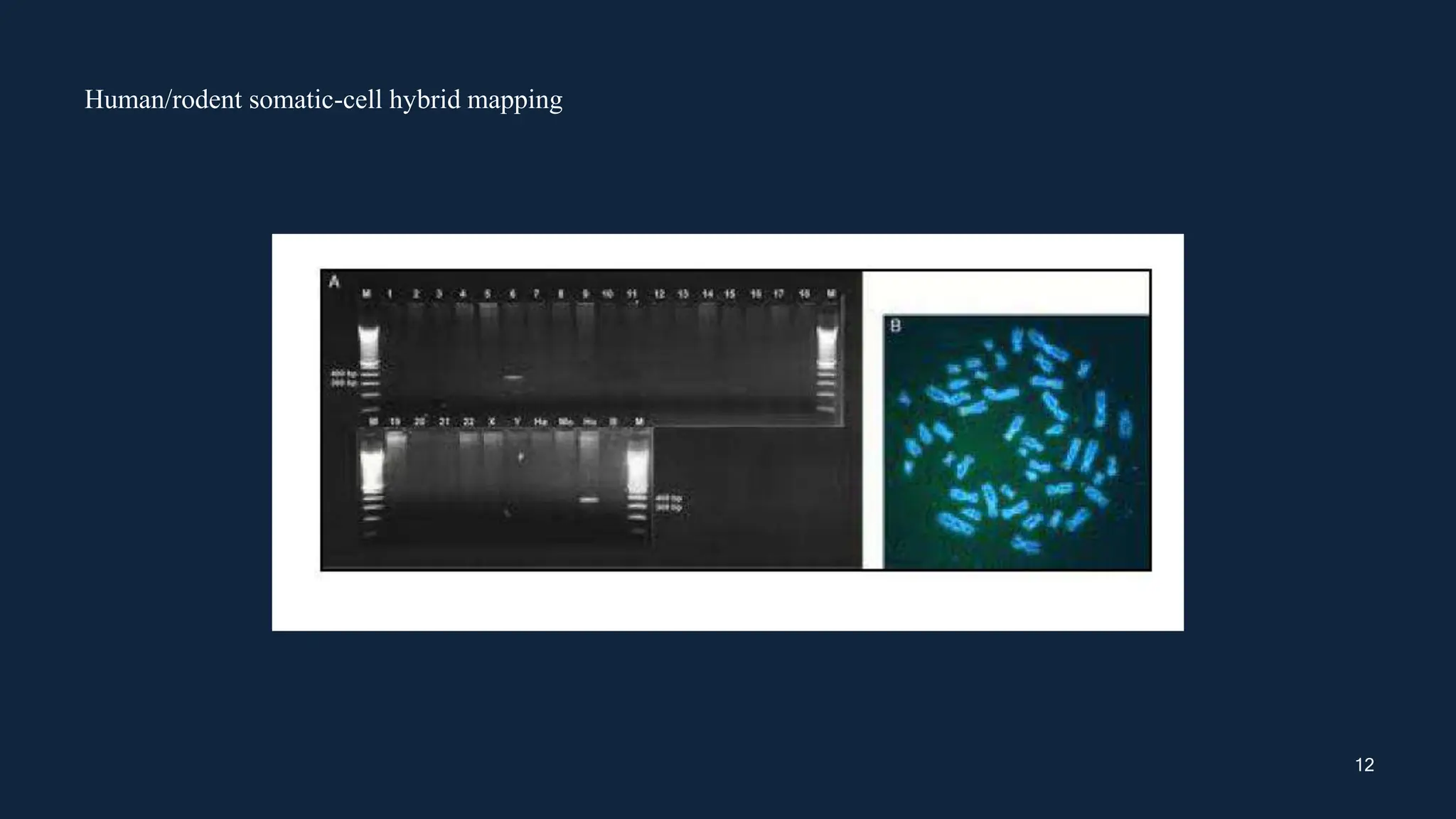 CYTOGENETIC MAP................ ppt.pptx