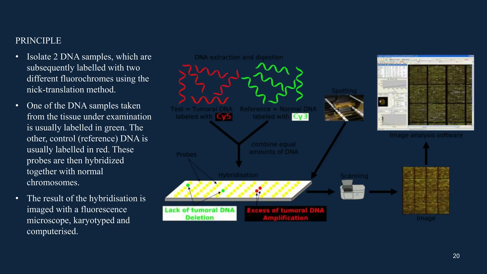 CYTOGENETIC MAP................ ppt.pptx