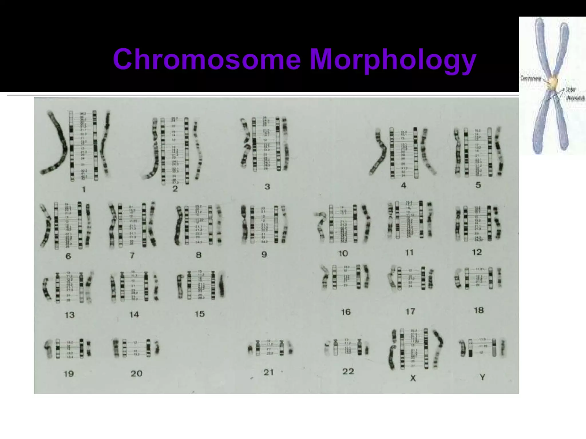 Cytogenetics | PPT