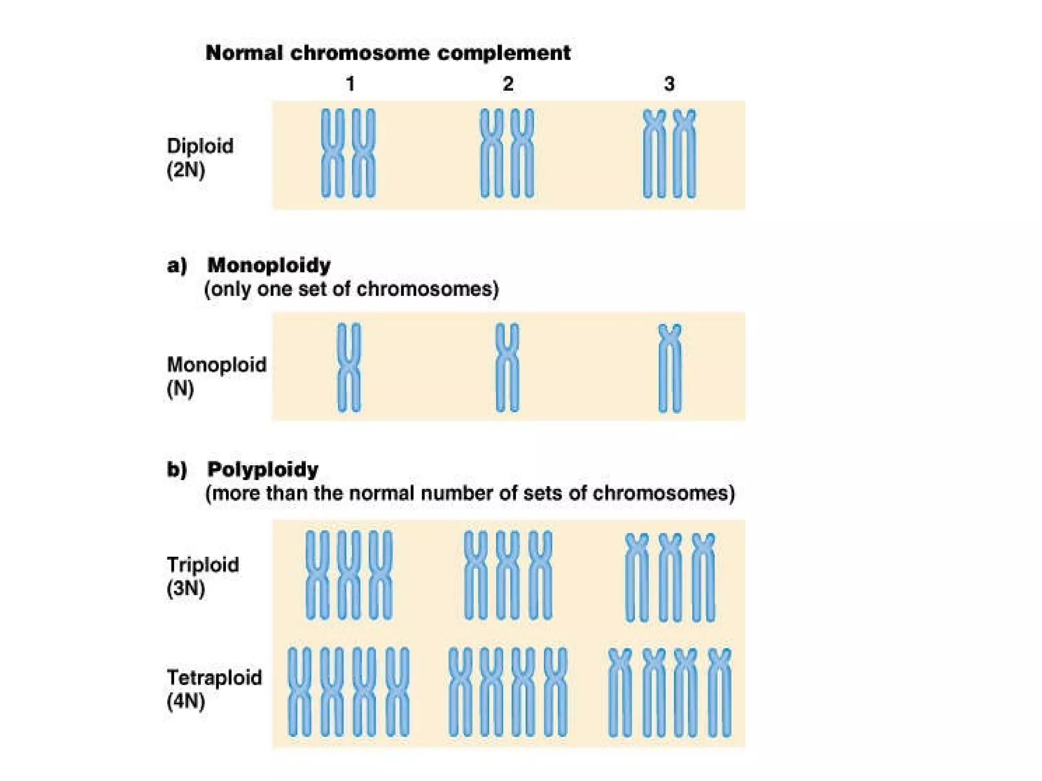 Cytogenetics | PPT