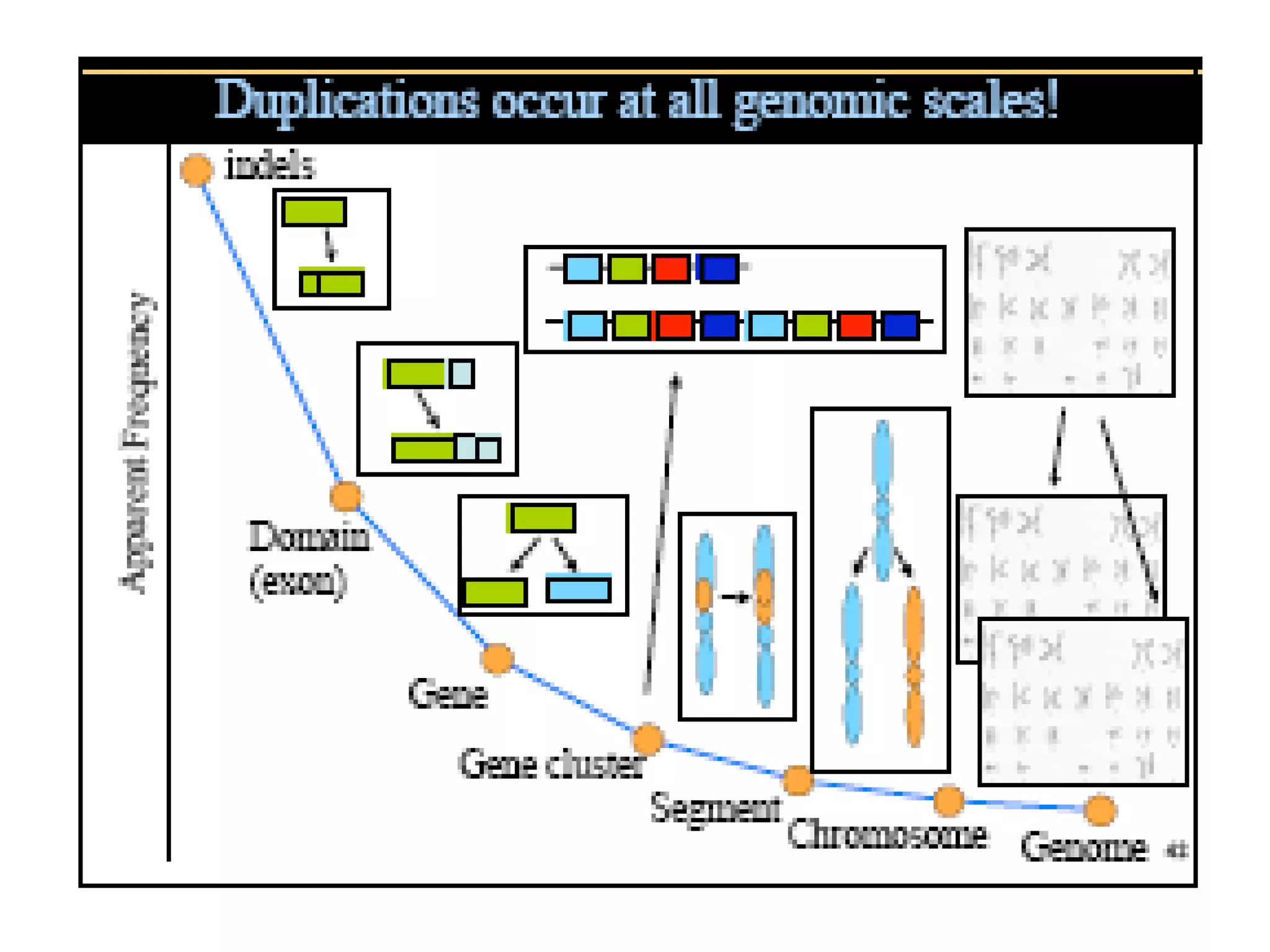 Cytogenetics | PPT | Reproductive Health | Diseases and Conditions