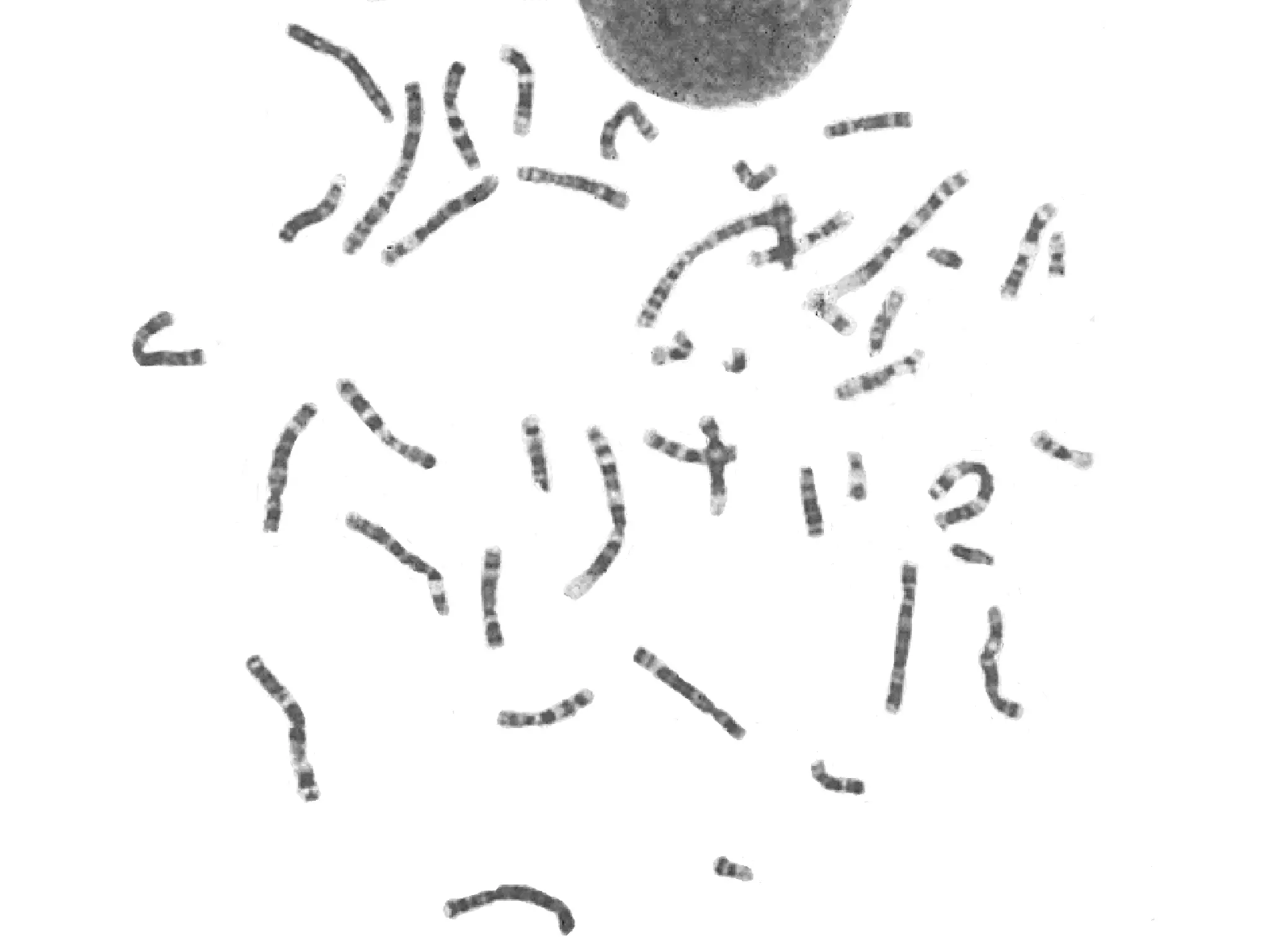 Cytogenetics | PPT