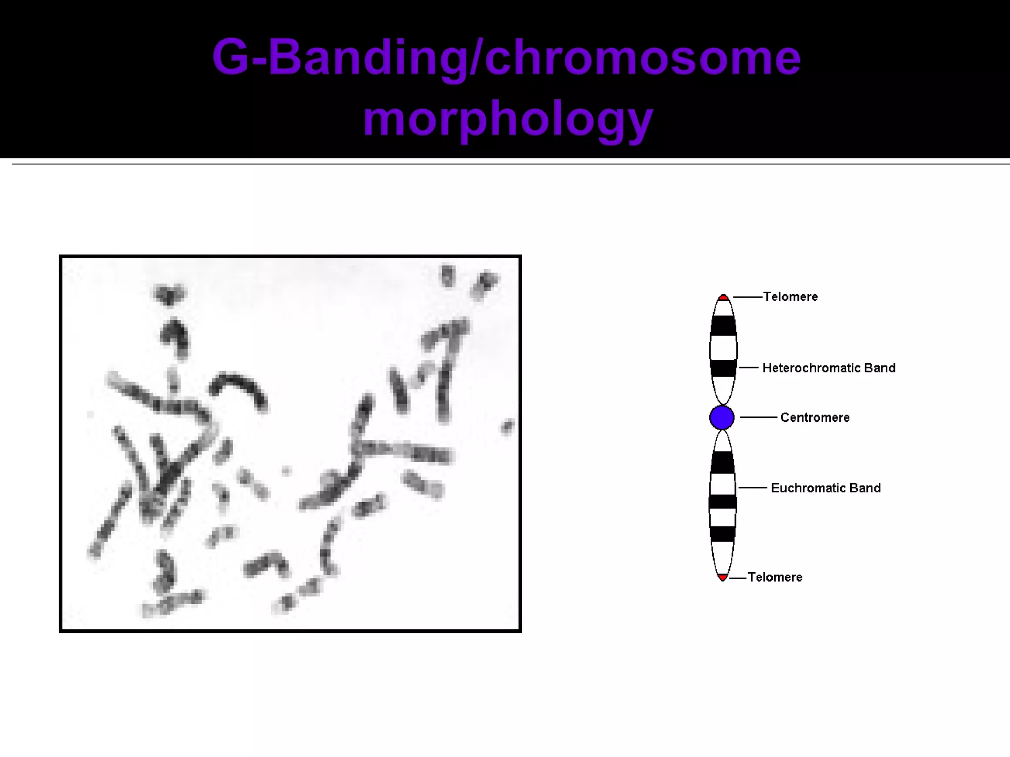 Cytogenetics | PPT