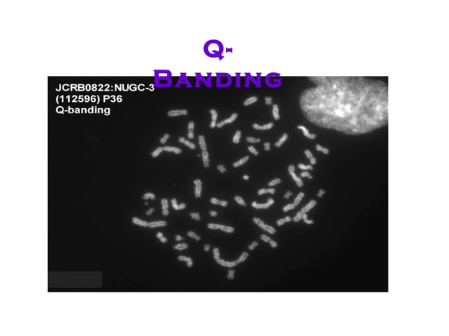 Cytogenetics | PPT | Reproductive Health | Diseases and Conditions