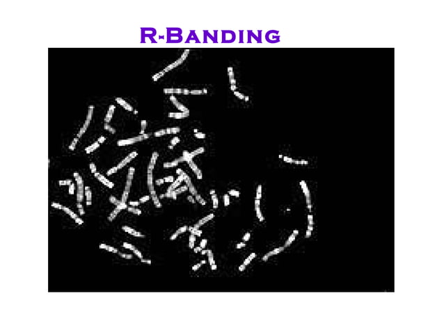 Cytogenetics | PPT | Reproductive Health | Diseases and Conditions