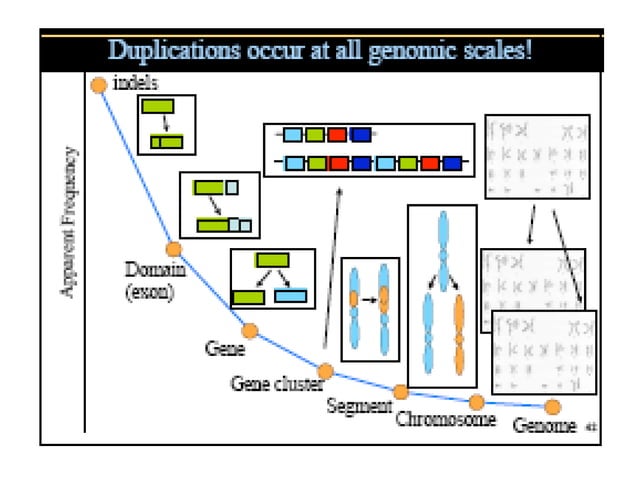 Cytogenetics | PPT | Reproductive Health | Diseases and Conditions