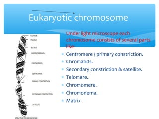 Architecture of Chromosomes | PPT