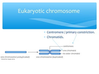 Architecture of Chromosomes | PPT