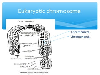 Architecture of Chromosomes | PPT