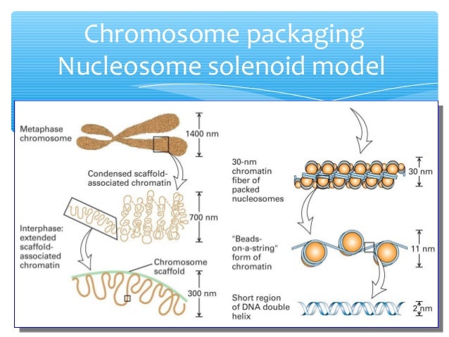 Architecture of Chromosomes