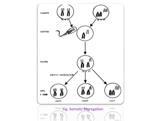 Cytogenetics | PPTX