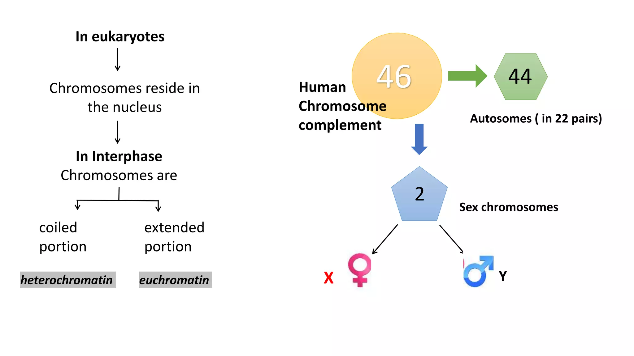 CYTOGENETICS.pptx