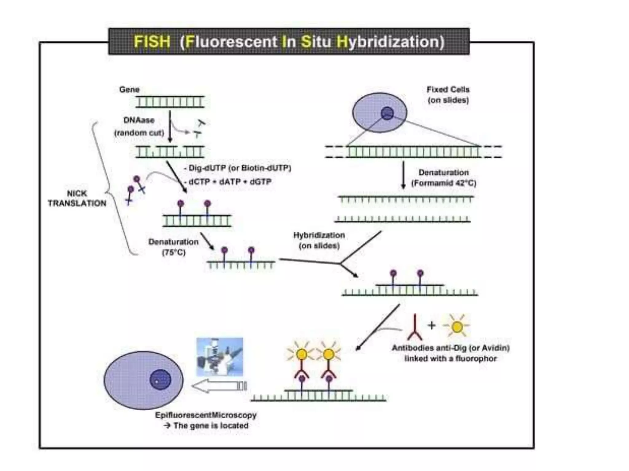 CYTOGENETICS.pptx