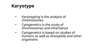 Cytogenetics genetics karyogram nucleus. | PPTX