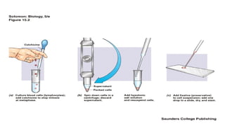 Cytogenetics genetics karyogram nucleus. | PPTX