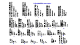Cytogenetics genetics karyogram nucleus. | PPTX