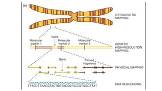 Cytogenetics genetics karyogram nucleus. | PPTX