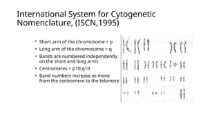 Cytogenetics genetics karyogram nucleus. | PPTX