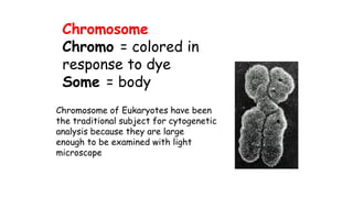 Cytogenetics genetics karyogram nucleus. | PPTX