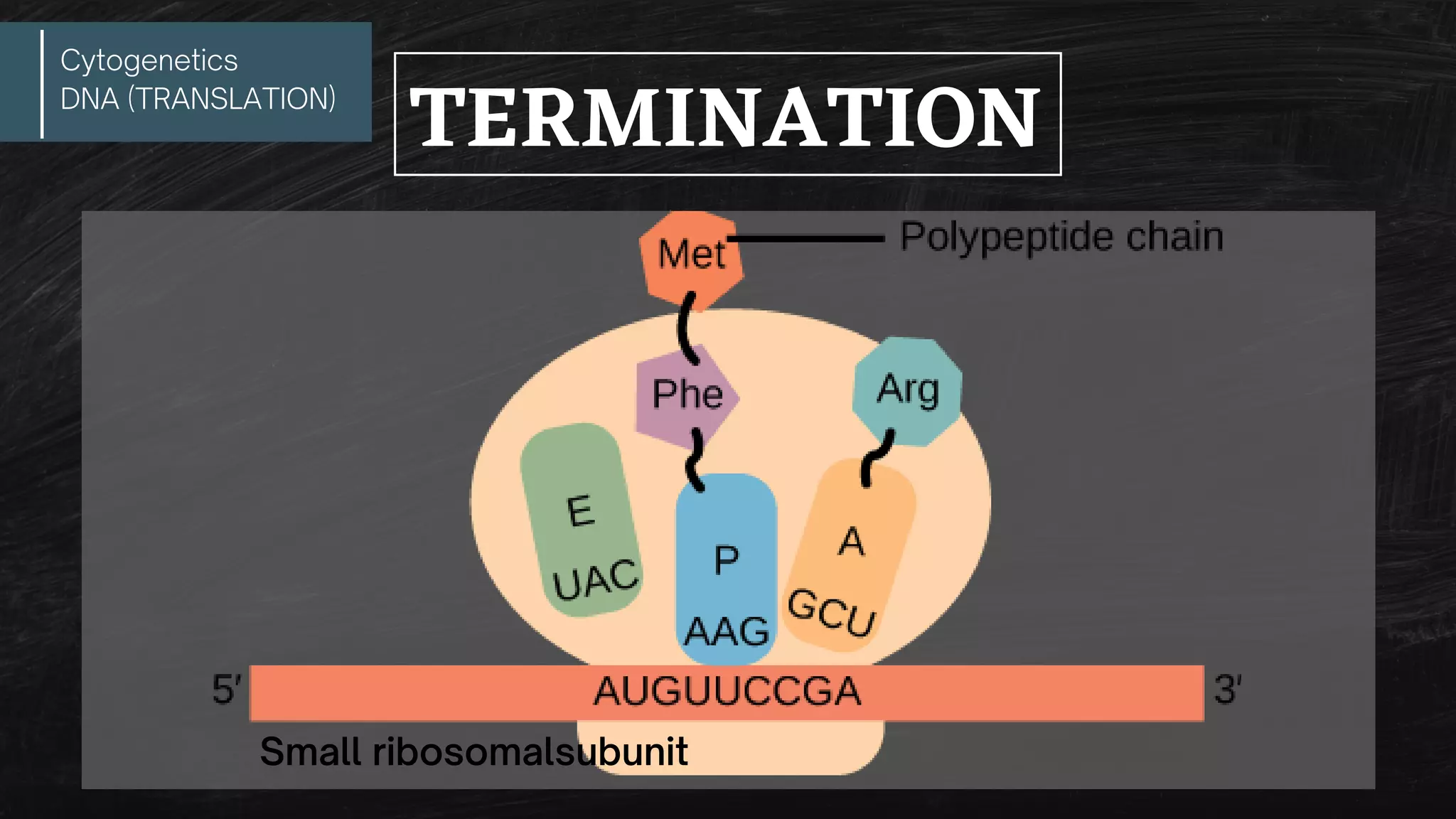 Cytogenetics DNA Translation | PPT