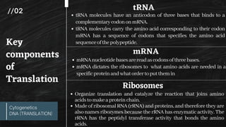Cytogenetics DNA Translation | PDF