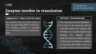 Cytogenetics DNA Translation | PPT