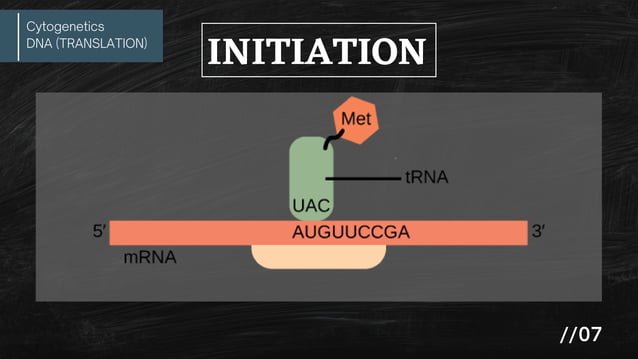 Cytogenetics DNA Translation | PPT