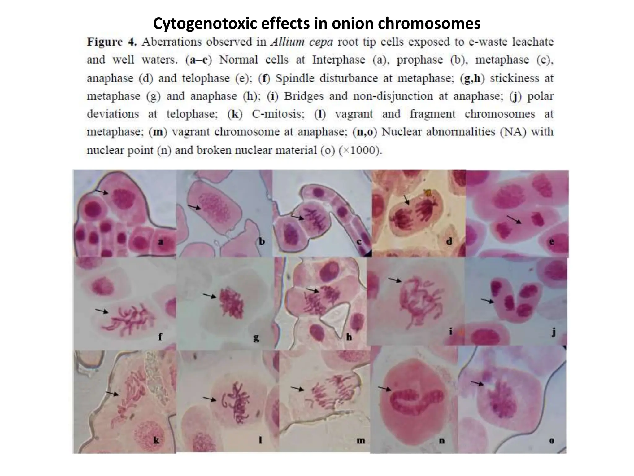 Cytogenetics in the field of Human Genetics | PPTX