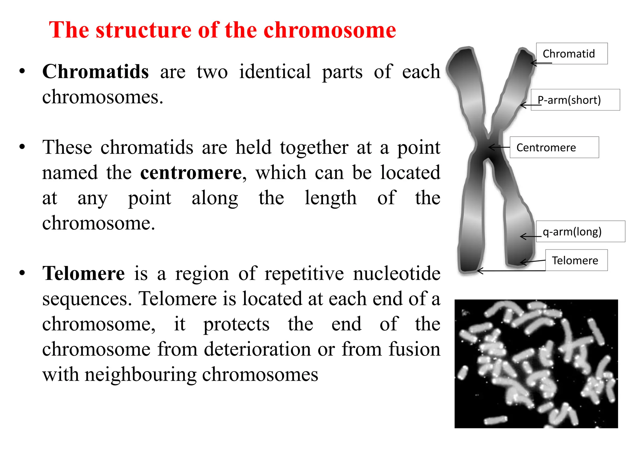 Cytogenetics in the field of Human Genetics | PPTX