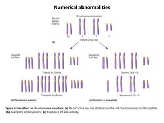 Cytogenetics in the field of Human Genetics | PPTX