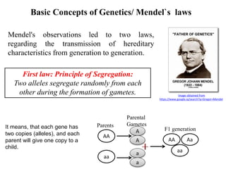 Cytogenetics in the field of Human Genetics | PPTX