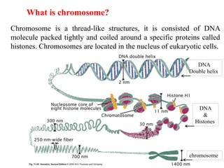 Cytogenetics in the field of Human Genetics | PPTX