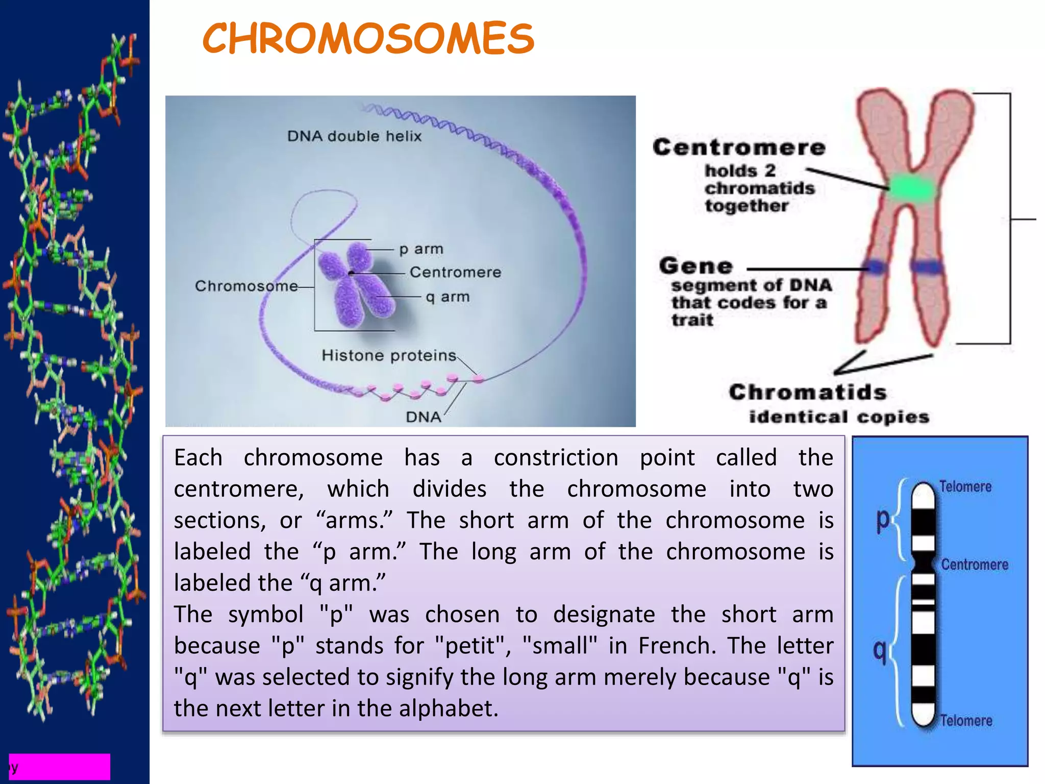 Introduction to Basic Cytogenetics by Tanzeel Rehman | PPTX